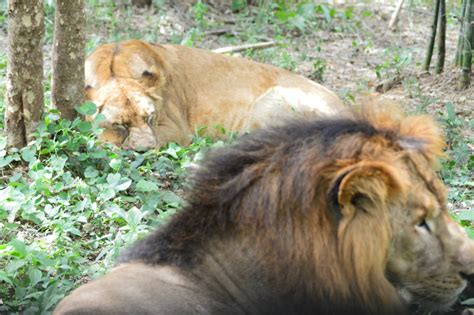 Tactical Empathy A Brief Introduction