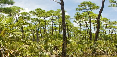 Til Tree Rings Can Reveal The Dates Of Historical Hurricanes R Todayilearned