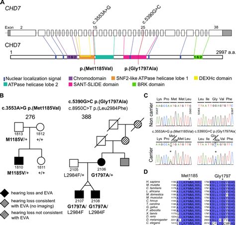 CHD7 Variants And Inner Ear Phenotypes A Schematic Representation Of Download Scientific