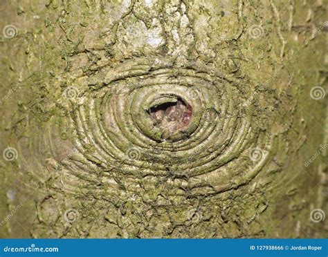 Eye In Tree Bark Stock Photo Image Of Shape Slice