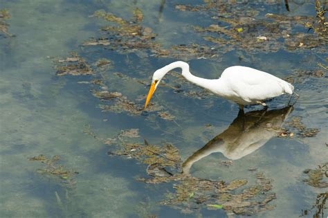 Typhoid Encephalitis Vaccination In Ealing Northfields Travel Clinic
