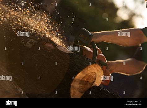 A Man Cutting Tree With Chainsaw Stock Photo Alamy