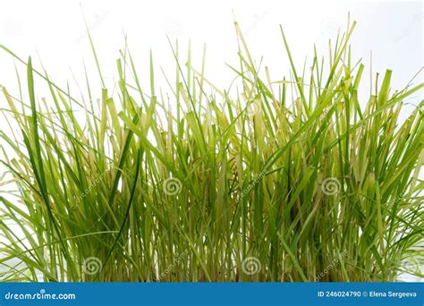 Overgrown Lawn Grass Texture Pattern Stock Image