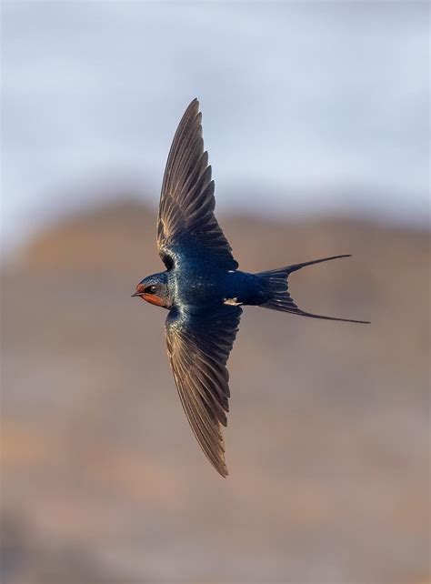 Barn Swallow In Flight R Wildlifephotography