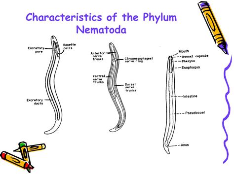 Phylum Nematoda