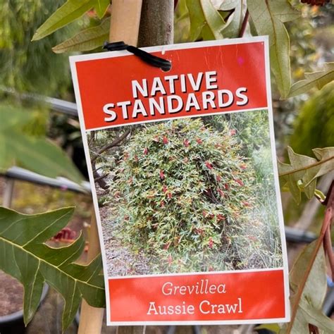 Grevilleas Standard Aussie Crawl