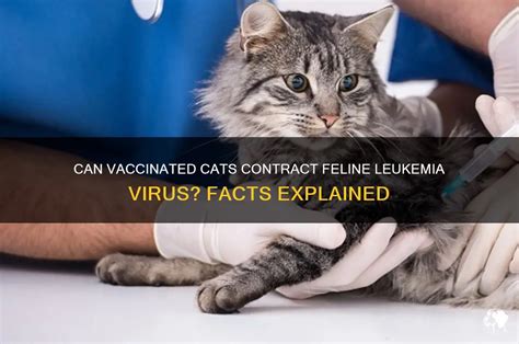 Can Vaccinated Cats Contract Feline Leukemia Virus Facts Explained