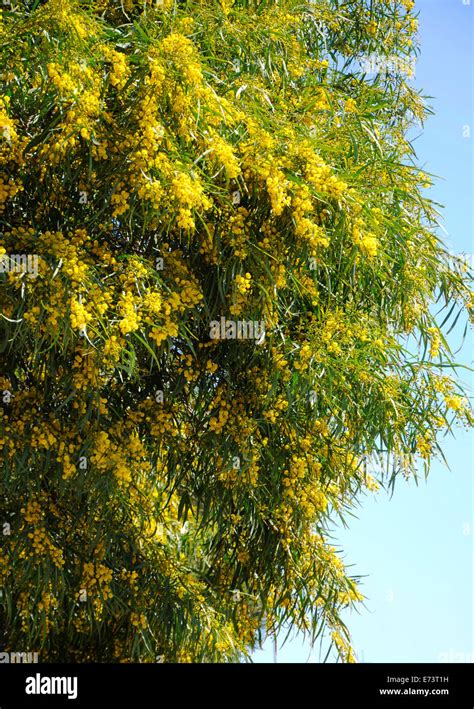 Acacia