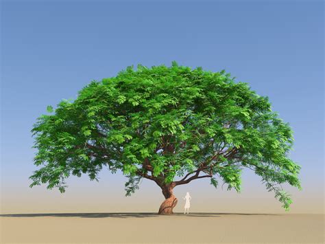 Samanea Saman Set 3d Model Turbosquid 1978502