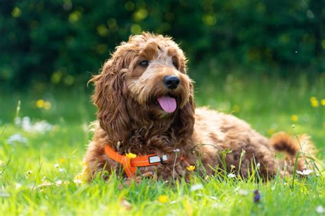The 17 Most Important Cockapoo Characteristics And Care Tips
