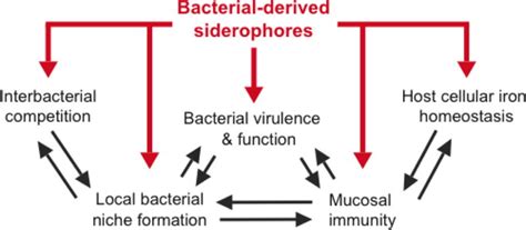 Siderophore Mediated Iron Acquisition And Modulation Of Host Bacterial Interactions Abstract