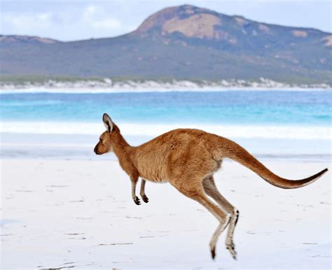 🏀sports App Design And Development Anadea