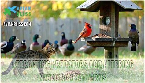 Can Birds Eat Chicken Feed Safe Feeding Guide For Wild Birds 2025