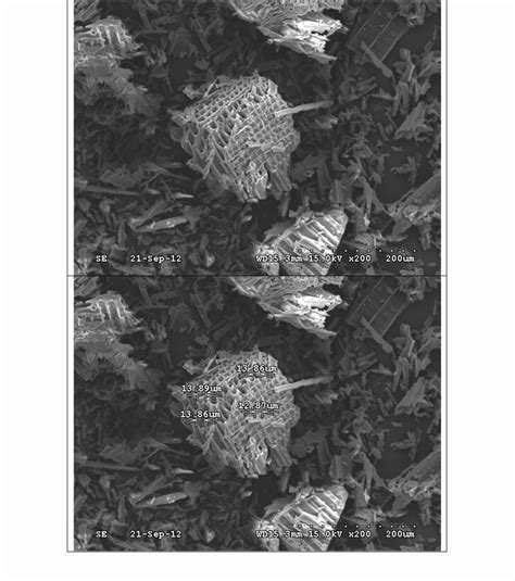 Influence Of Biochar In Seed Germination And Growth Rate Part 2