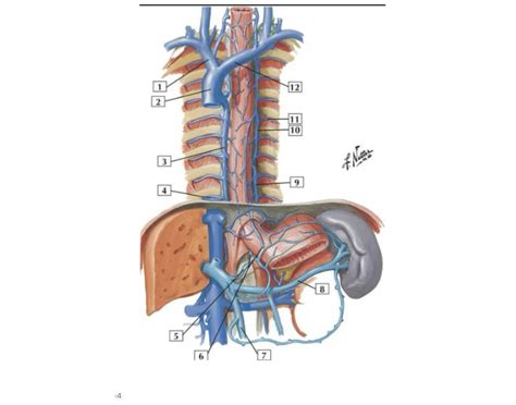 Azygous Venous System Quiz