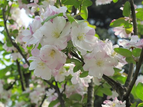 春花 devbean tech world