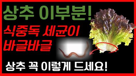 상추 이부분에서 식중독 세균이 바글바글 하다고 합니다 세균오염도 낮추는법 상추는 꼭 이렇게 드세요 상추와 함께 먹으면 좋은 음식 3가지 상추보관법 Youtube