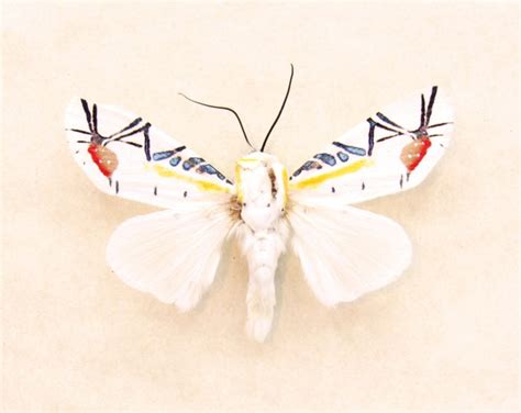 Rare Metallic Picasso Moth Framed Taxidermy Baorisa Hieroglyphica Etsy