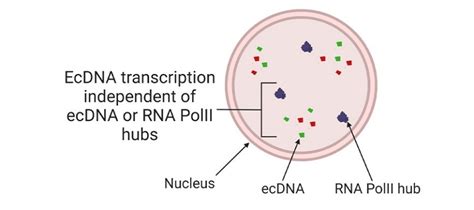 Extrachromosomal Dna Ecdna