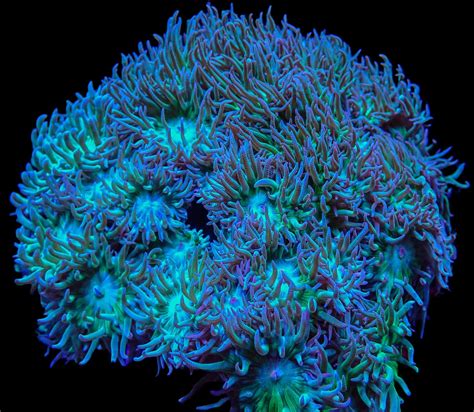 Daisy Duncan Duncanopsammia Sp Aquarium Gallery