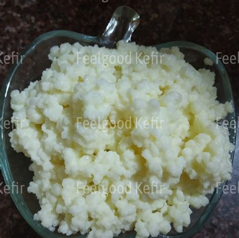 Live Milk Kefir Grains 15 Grams Free Shipping Lifetime Reusable