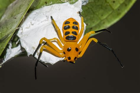 Subphylum Chelicerata Examples Subphylum Chelicerata Examples