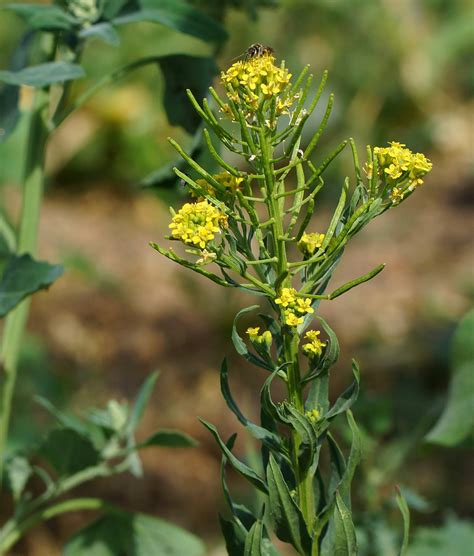 Erysimum cheiranthoides - Изображение особи - Плантариум