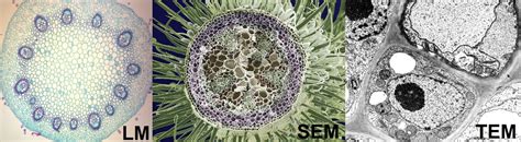 Cell Differences And Microscopy The A Level Biologist Your Hub