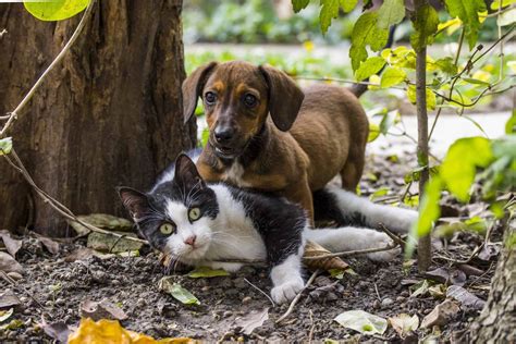 ¿existe La Cruza Entre Perro Y Gato ¡no