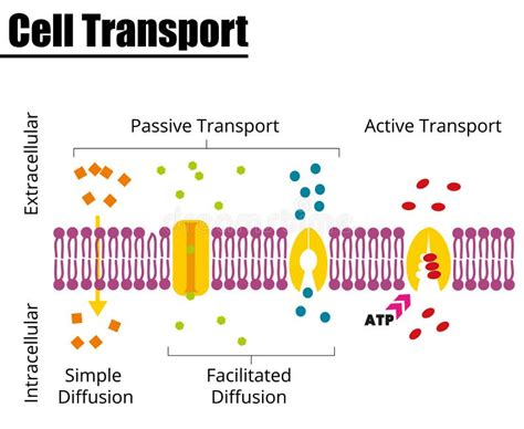 Filtration Is Passive Transport At James Jain Blog