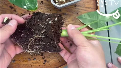 아파트에서 기르는 식물 이야기 무늬프라이덱 분갈이 Youtube