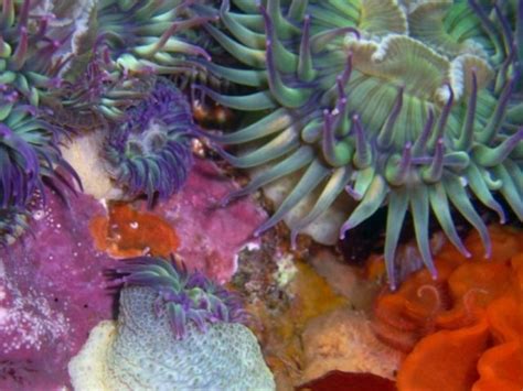 Interdepartmental Graduate Program In Marine Science Uc Santa Barbara