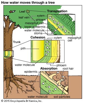 Tree Root System Westchester Tree Life
