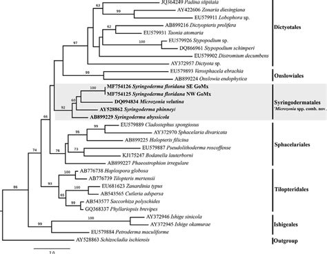 Maximum Likelihood Tree Based On Psaa Gene Sequence Analysis Showing