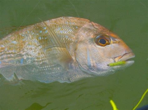 Red Snapper Caught Febru Global FlyFisher