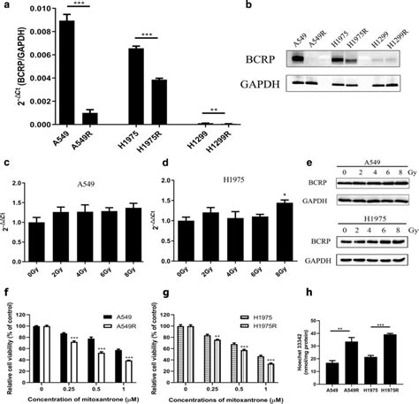 Decreased Bcrp By Long Term Fractionated Irradiation Induced The