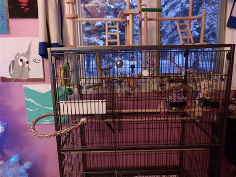 Rate The Christmas Setup Rcockatiel