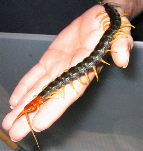 Types Of Hawaiian Centipedes And How To Get Rid Of The Big Ones Hubpages