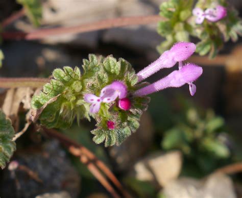 Henbit Henbit Weed Control How To Get Rid Of Henbit