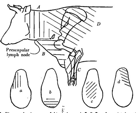 Figure 1 From The Prescapular Lymph Node Of The Ox And Its Relation To Lymphatic Drainage Of The