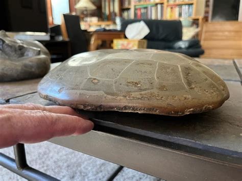 Turtle Shell Fossil Rfossilid