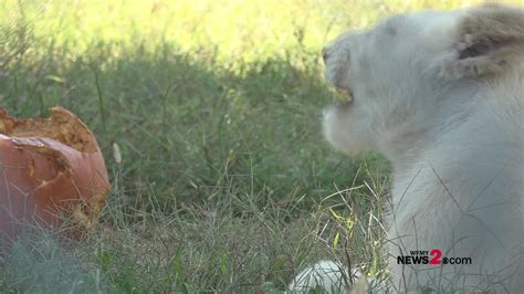 White Mom Lion