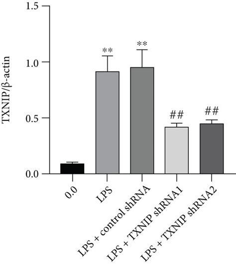 Effect Of Aav Txnip Shrna On The Expression Of Txnip After Download Scientific Diagram