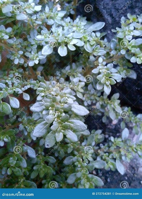 Many Branched Grass Plants And Lush Stock Image Image Of Grass Lush