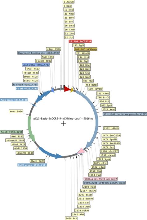 Addgene Pgl3 Basic 9xseq2 Luc