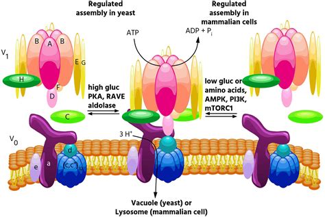 Frontiers Regulation Of V Atpase Assembly In Nutrient Sensing And Function Of V Atpases In