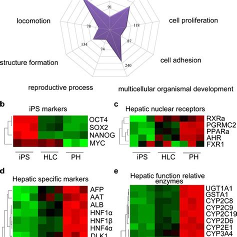 Gene Chip Analysis For The Hepatic Related Gene Expression Profiles To