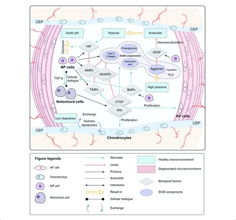 Physiological Microenvironment Of Intervertebral Disk Ivd Af