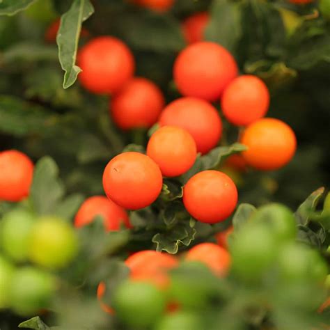27 Berries That Are Poisonous Stay Away From Them