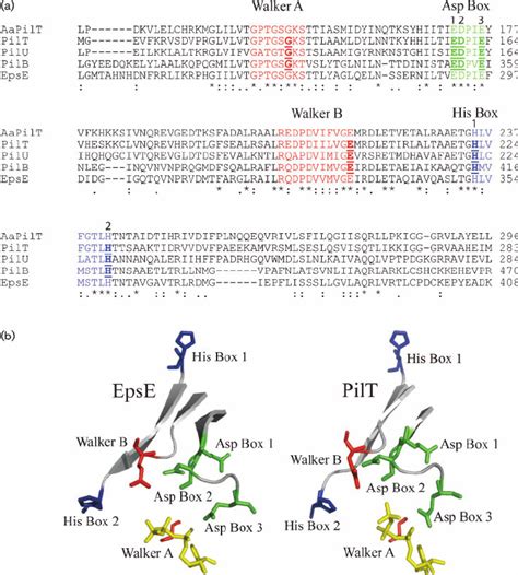 a clustal w alignment of the region of the c terminal domains of a download scientific